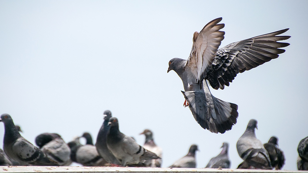 Ornitofobia: quando i piccioni diventano il nemico | Psicologia ...